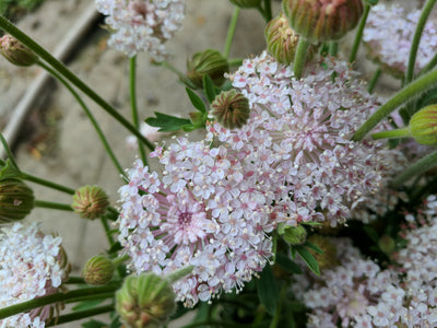 Didiscus Lacy Rose – Floramama