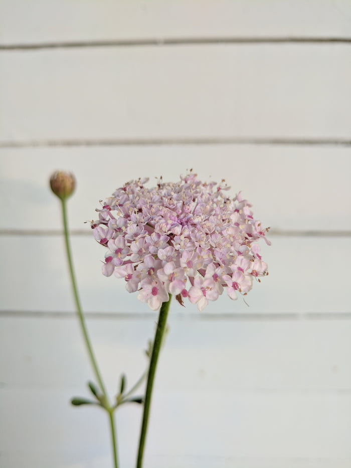 Didiscus Lacy Rose – Floramama