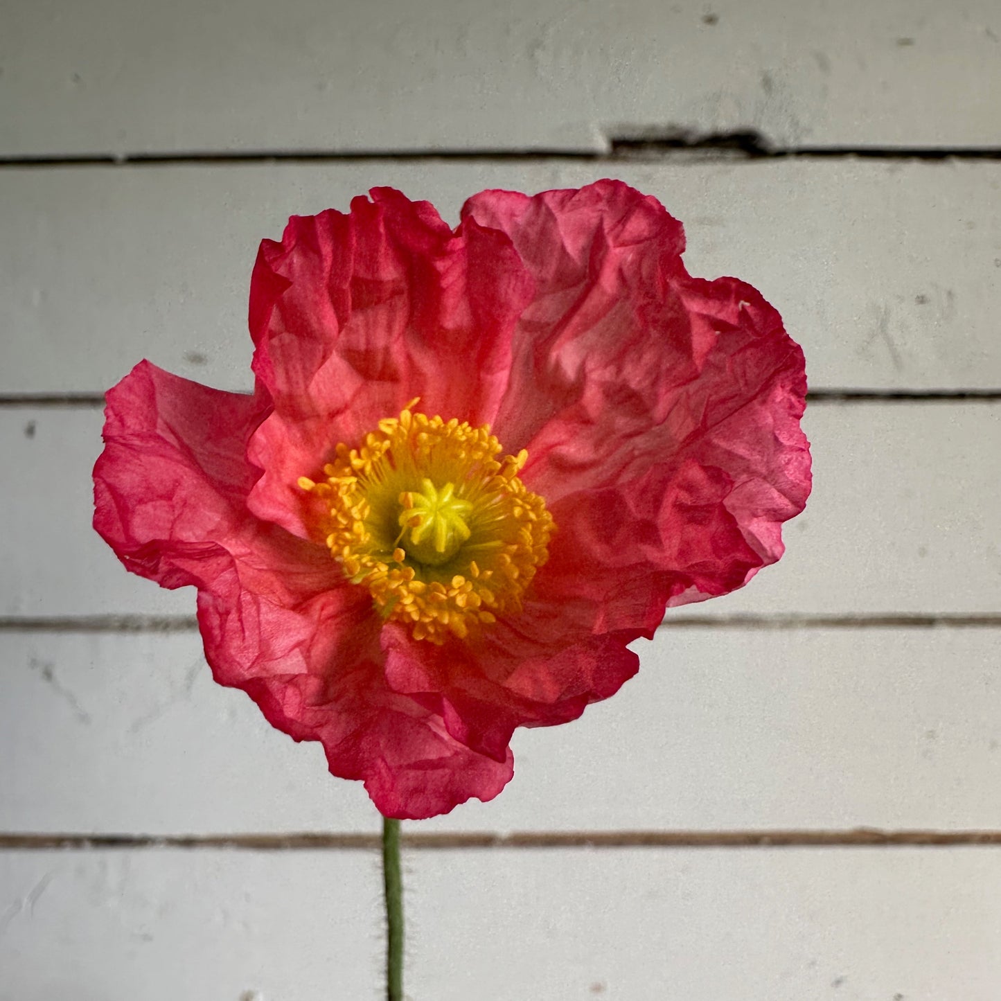 Icelandic Poppy Champagne Bubbles Rose F1 – Floramama