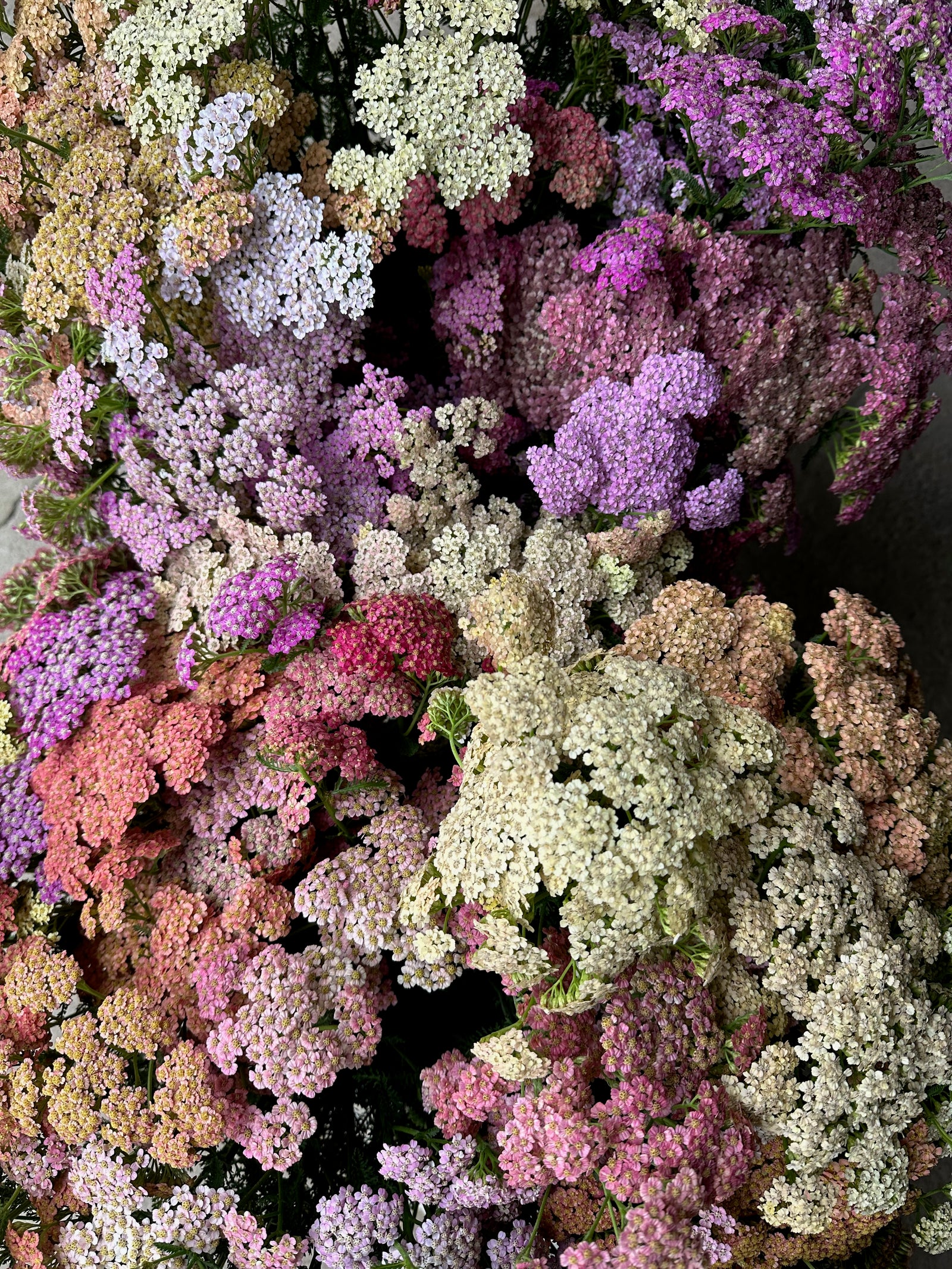 Flower seeds – Floramama