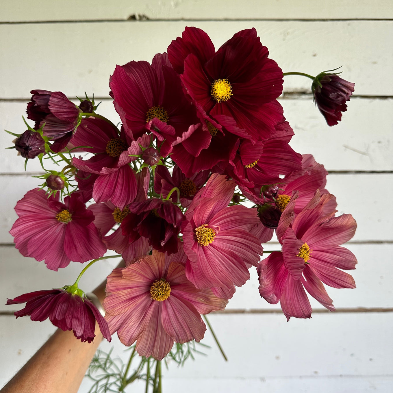 Cultiver des cosmos – Floramama