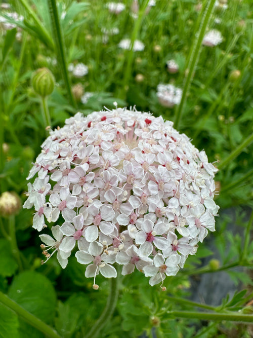 Didiscus Lacy Rose – Floramama