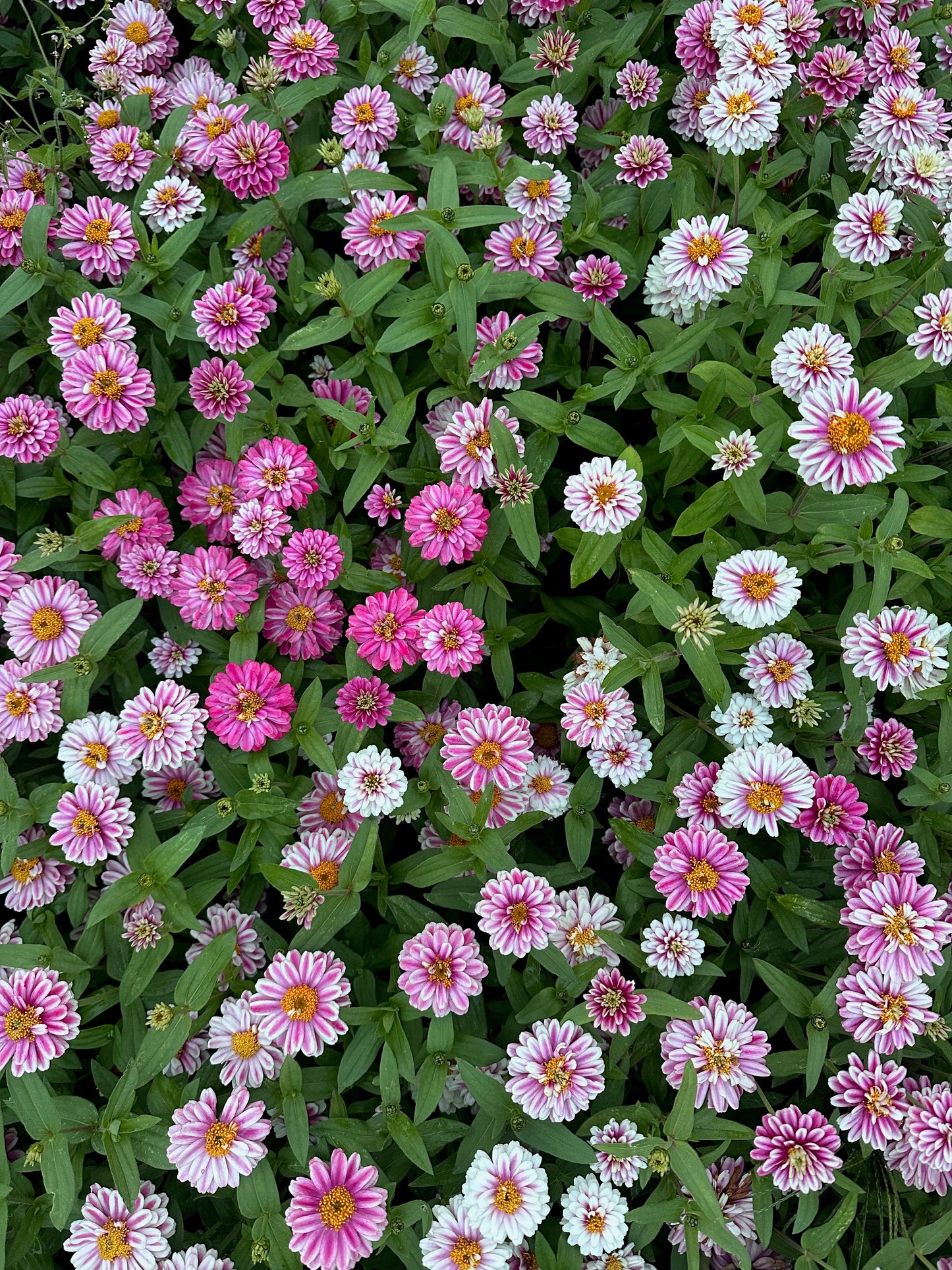 Zinnia Zahara™ Double Raspberry Ripple – Floramama