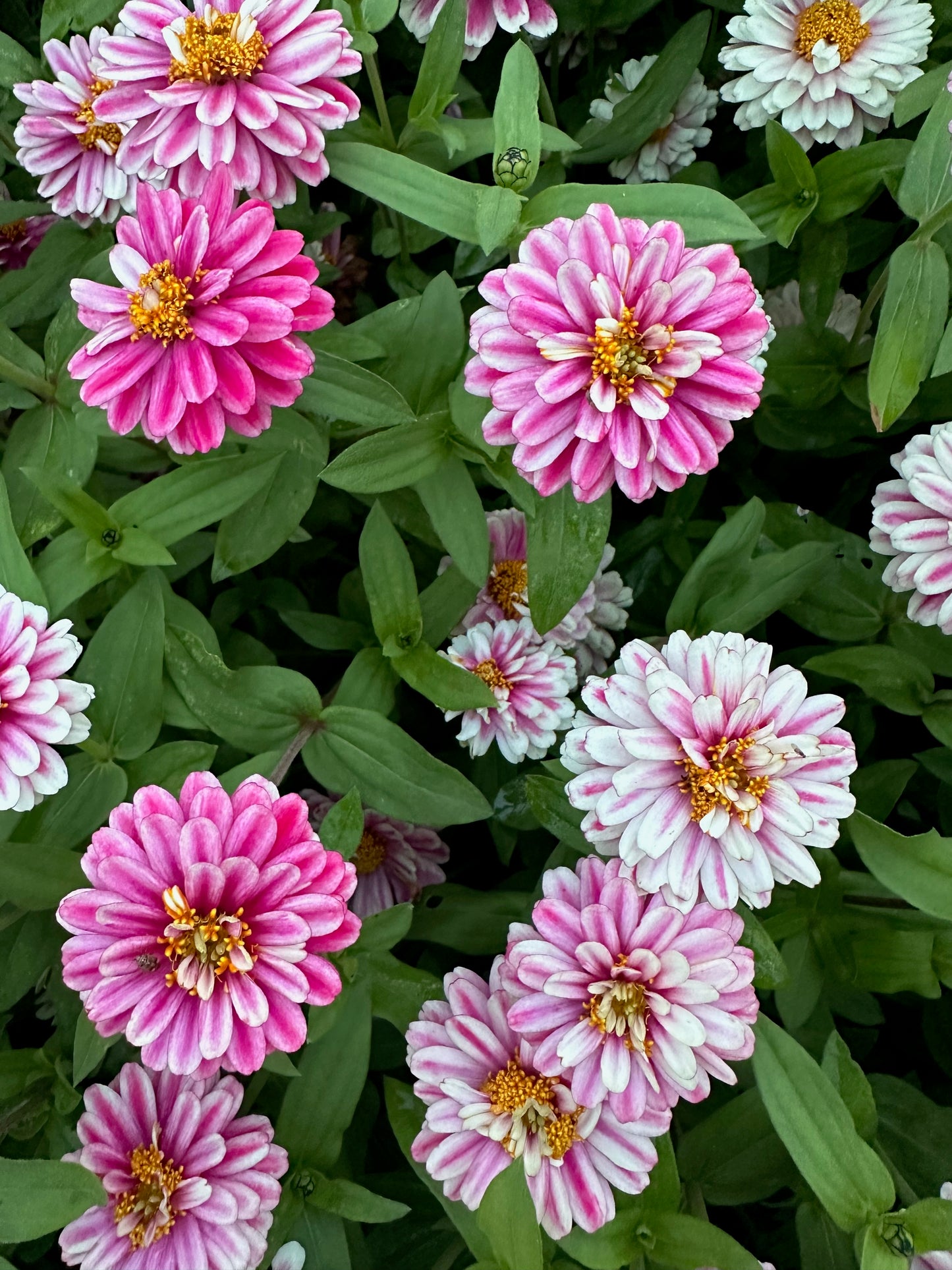 Zinnia Zahara™ Double Raspberry Ripple – Floramama