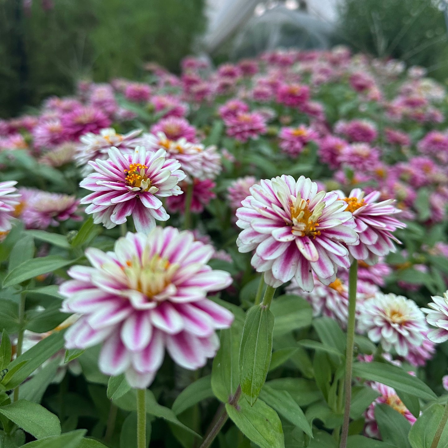 Zinnia Zahara™ Double Raspberry Ripple – Floramama