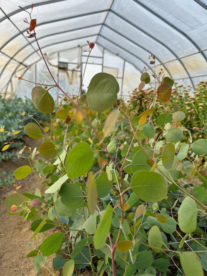 Eucalyptus Silver Plate – Floramama