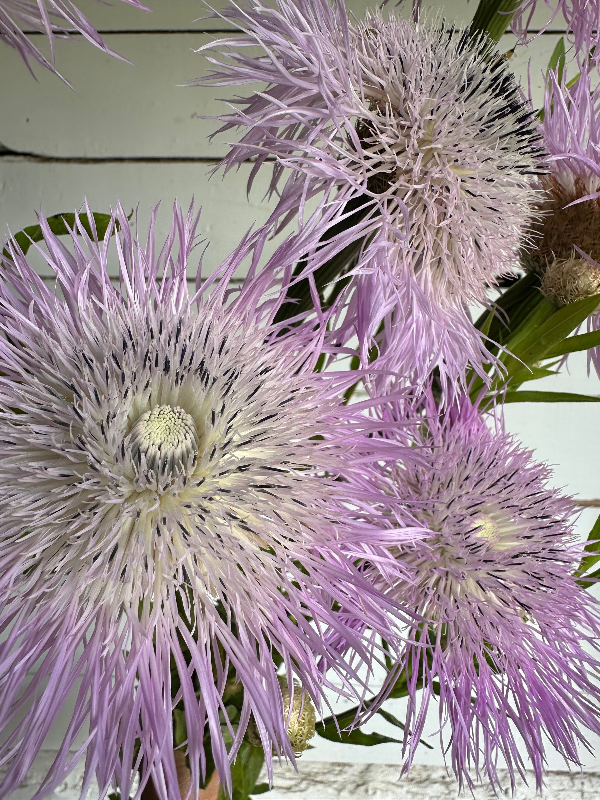 Floramama