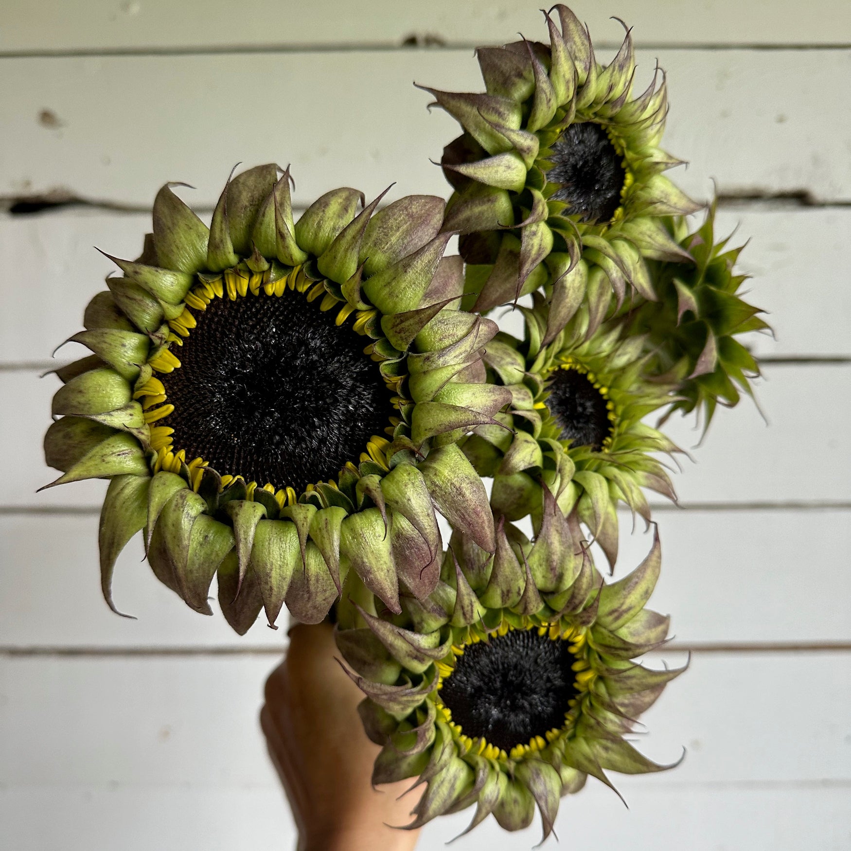 Sunflower Sunfill™ Purple F1 – Floramama