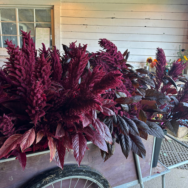 Amarante Red Spike – Floramama