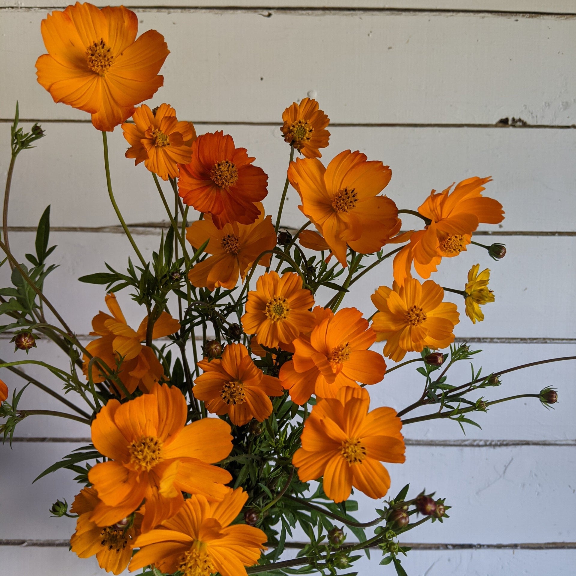 Cultiver des cosmos – Floramama