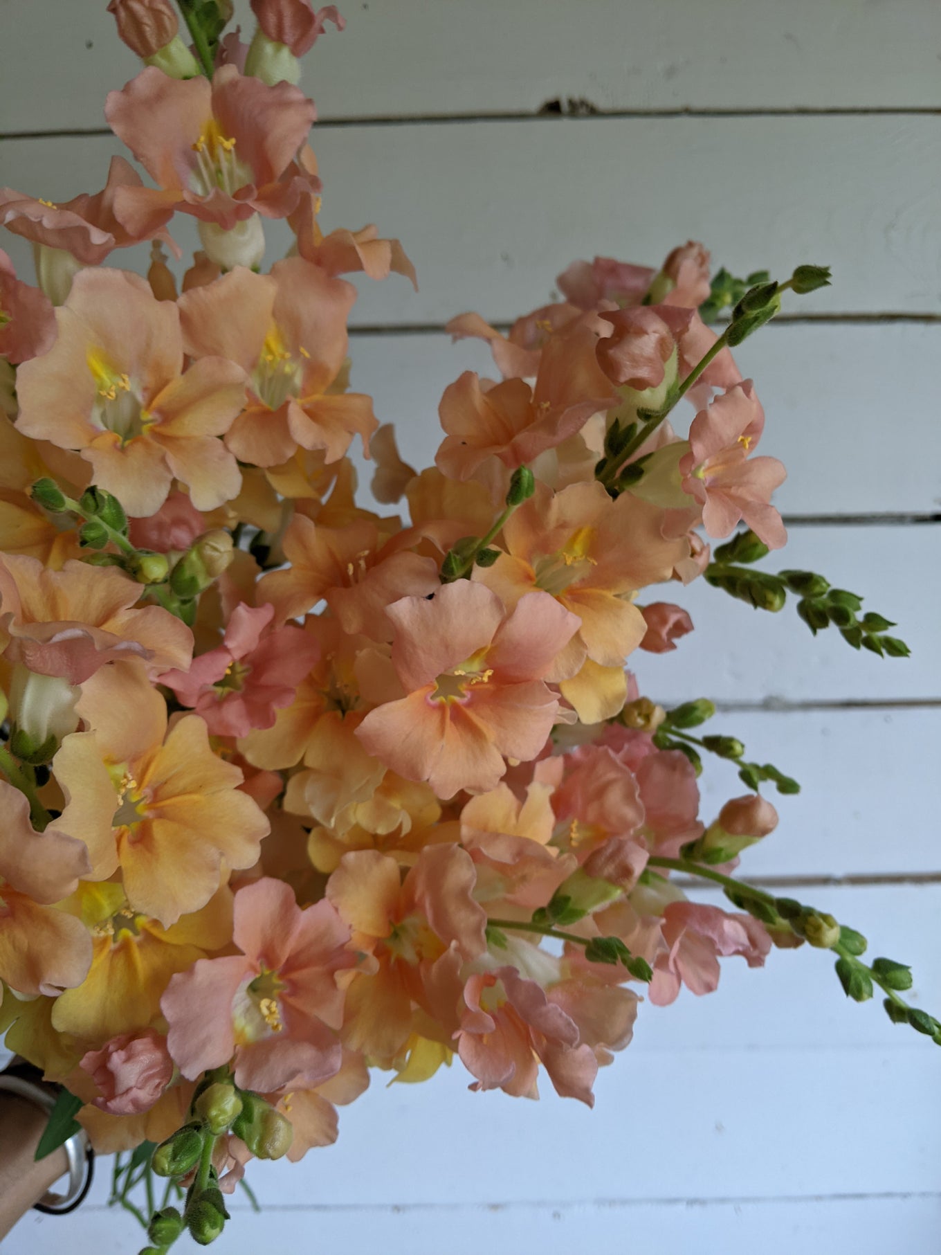 Partial shade – Floramama