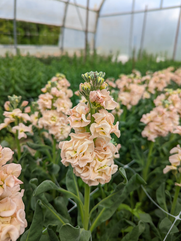 Giroflée Iron Apricot – Floramama