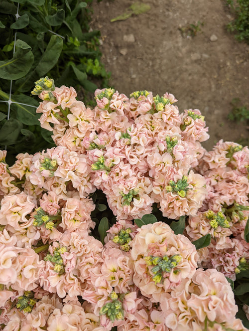 Giroflée Iron Apricot – Floramama