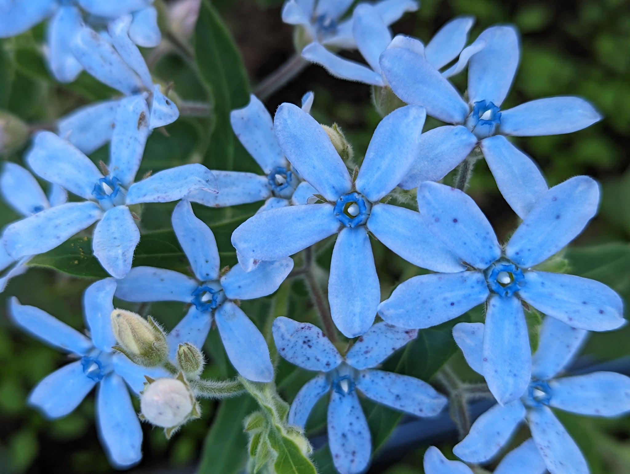 Tweedia Heavenly Blue – Floramama