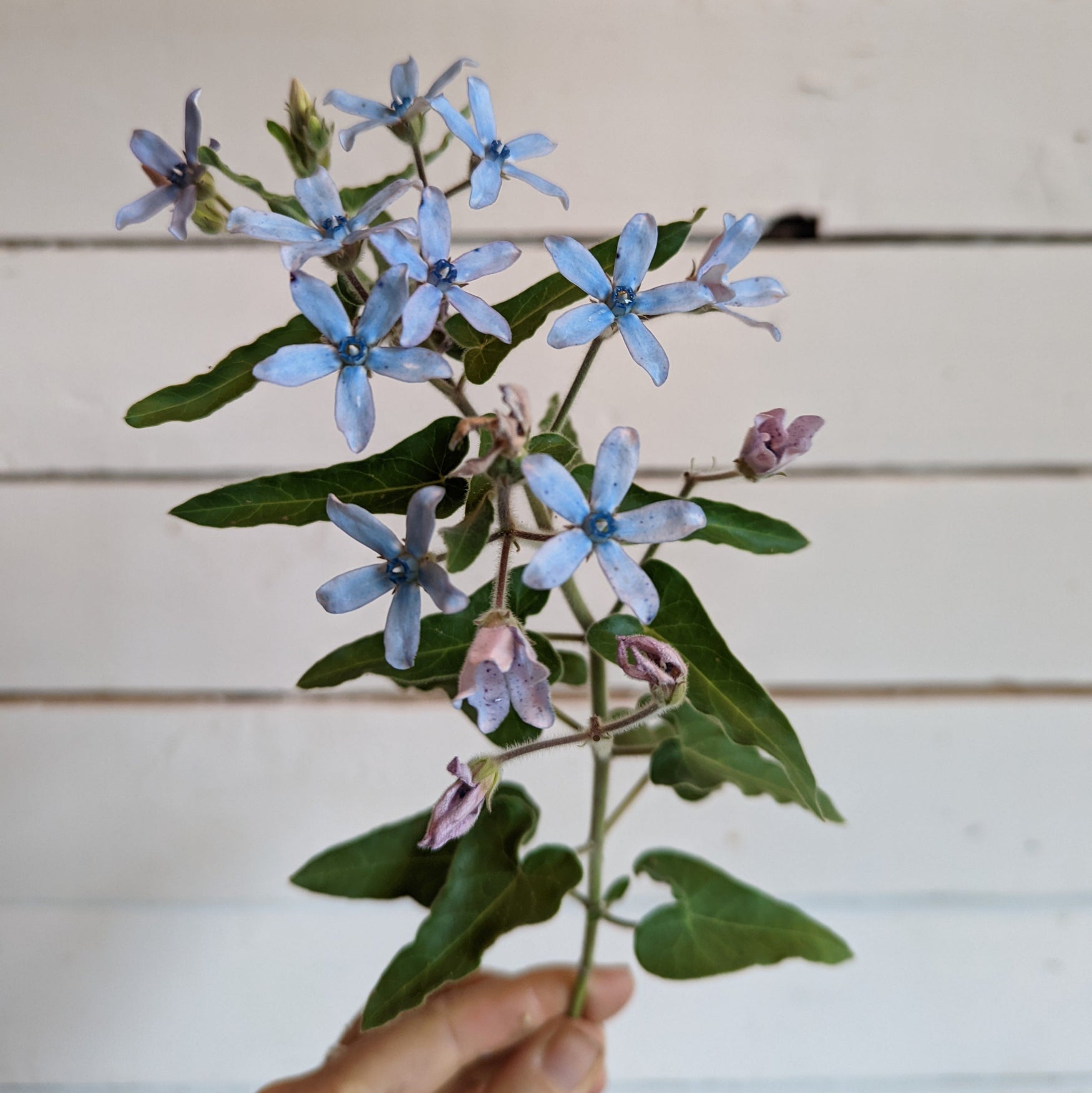 Tweedia Heavenly Blue – Floramama