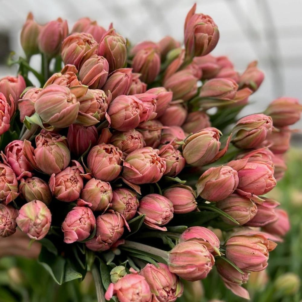 Tulipe Pink Cameo – Floramama