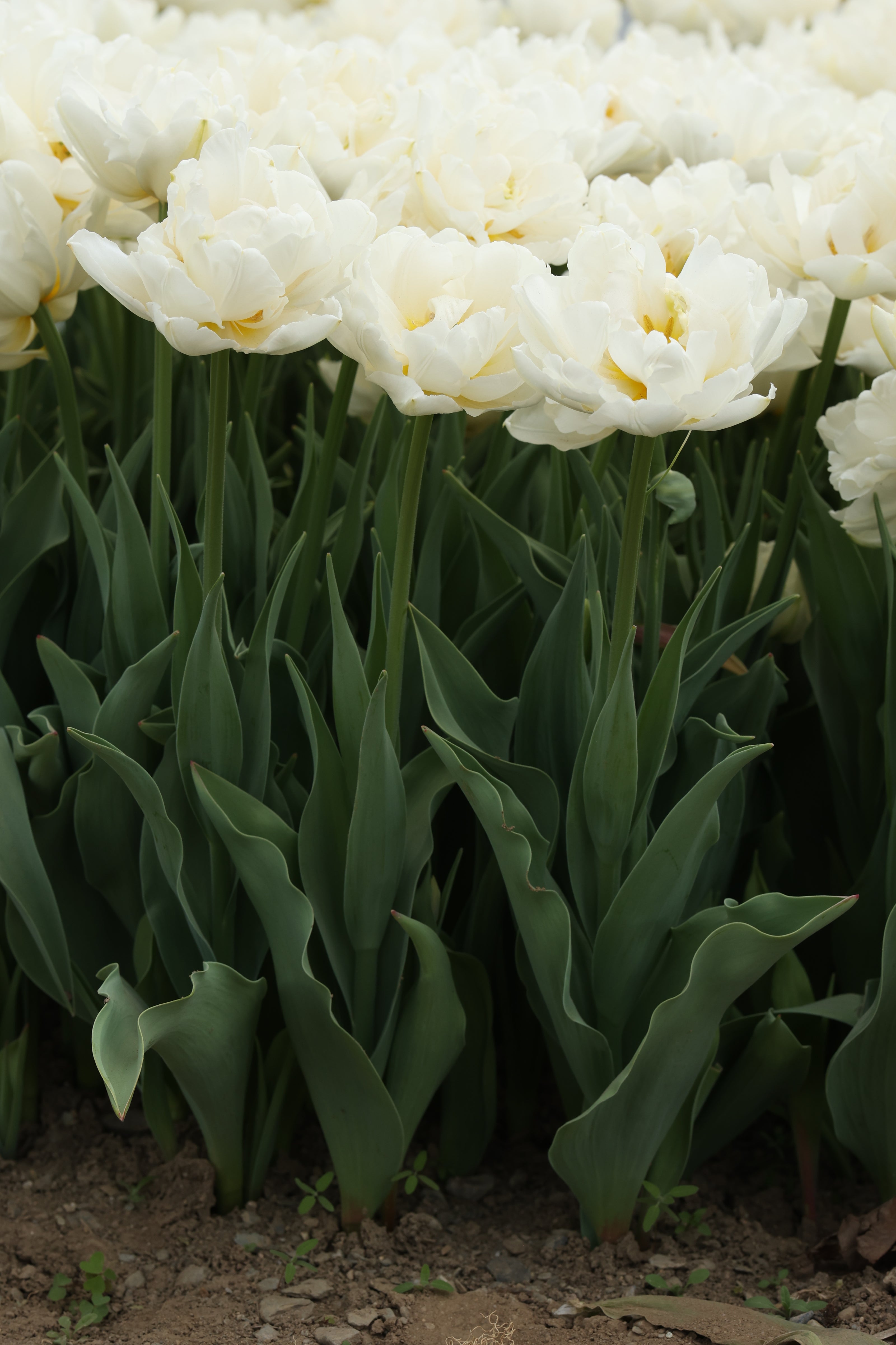 Tulipe - Northcap – Floramama