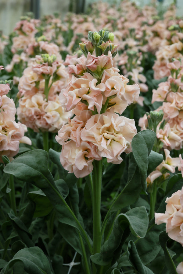 Giroflée Iron Apricot – Floramama