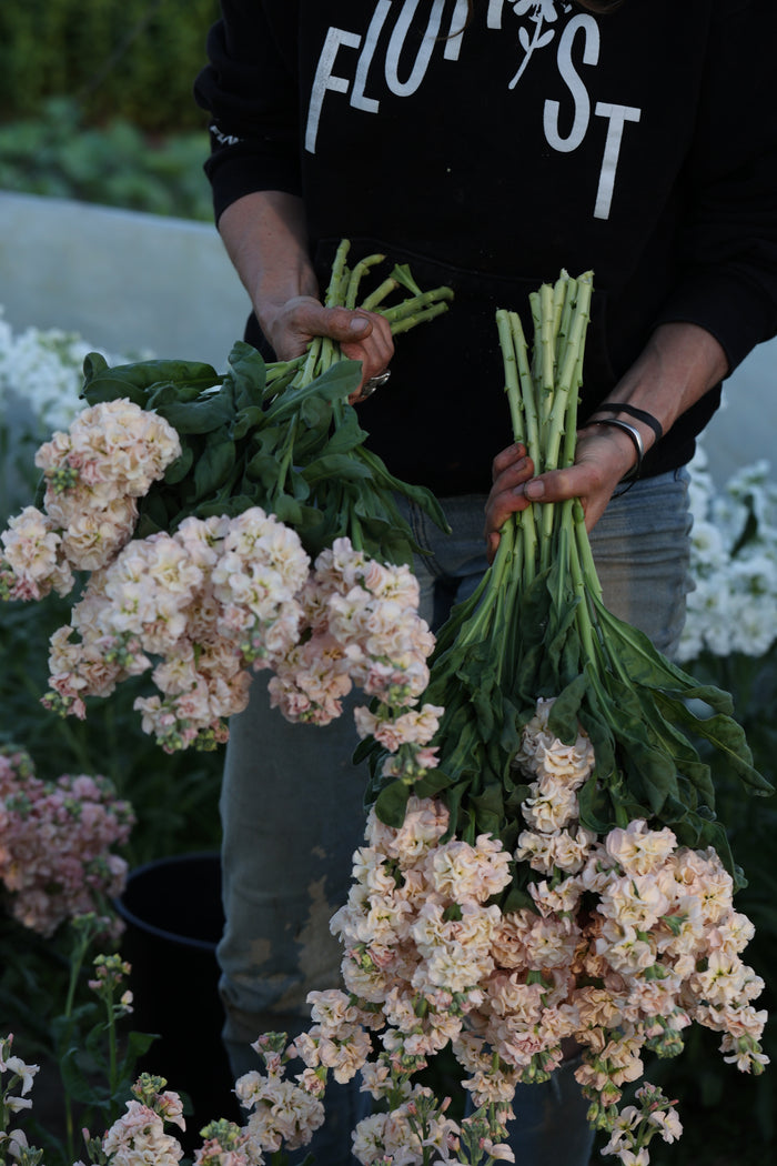 Giroflée Iron Apricot – Floramama