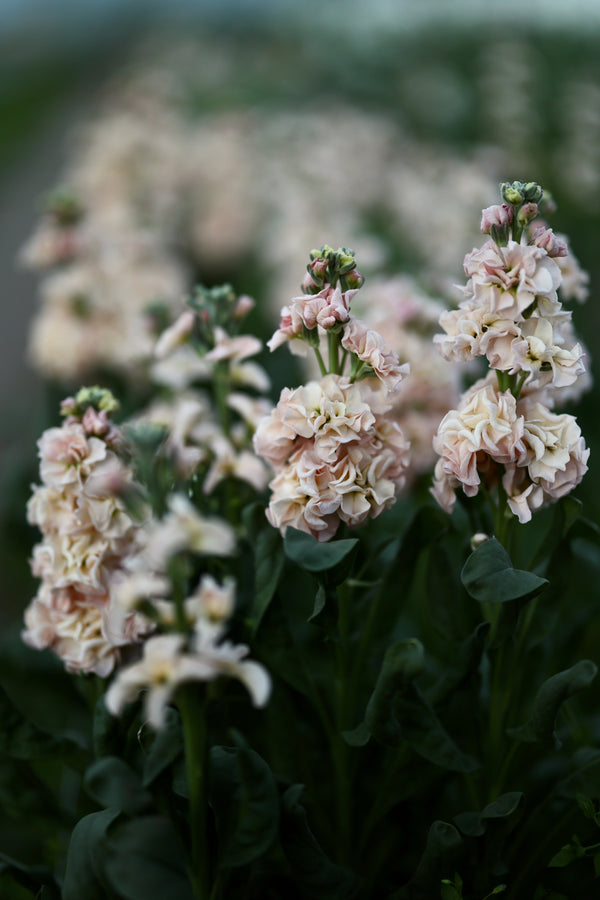 Giroflée Iron Apricot – Floramama