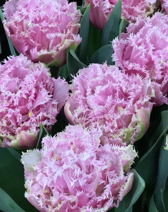 Tulipe Perth – Floramama