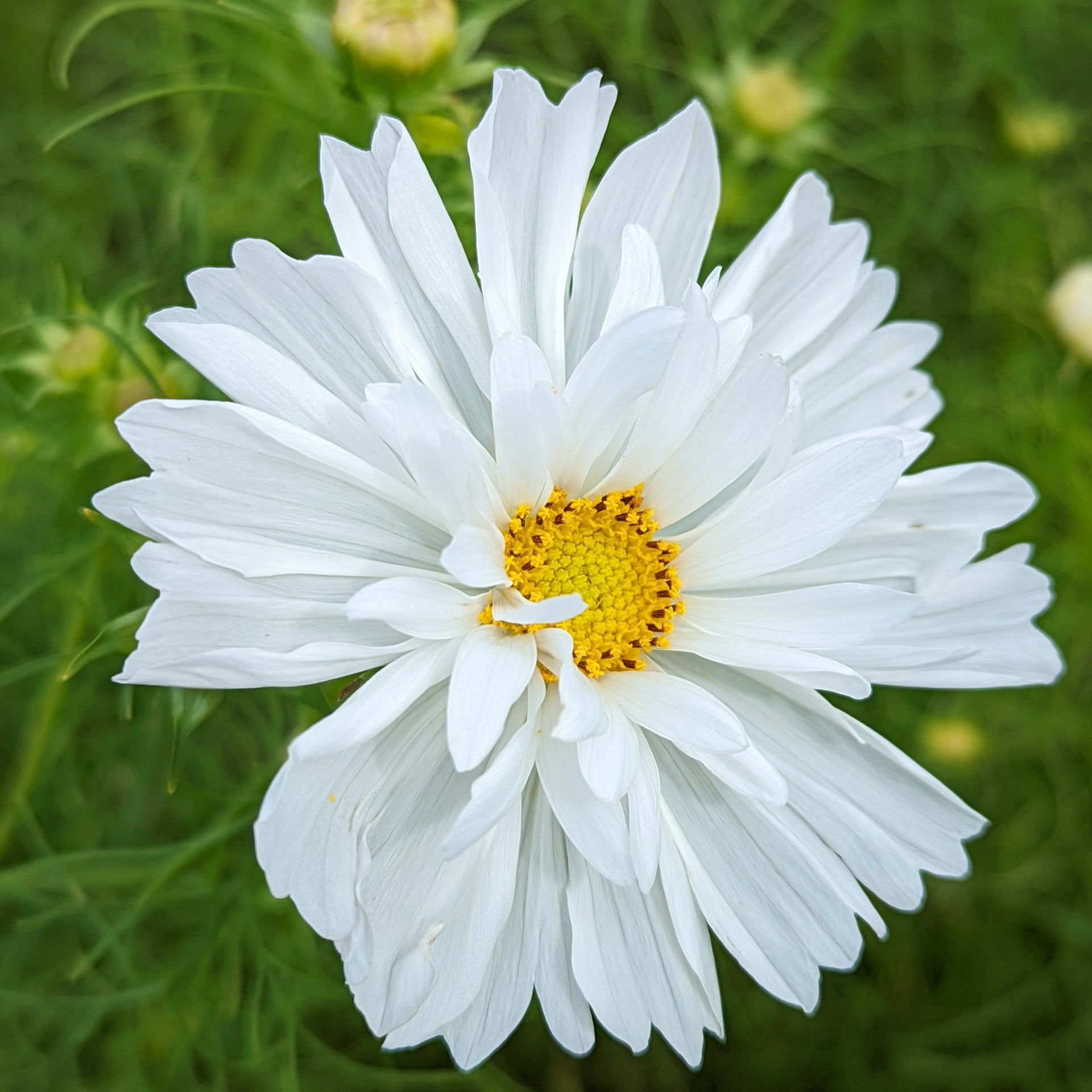 Cultiver des cosmos – Floramama