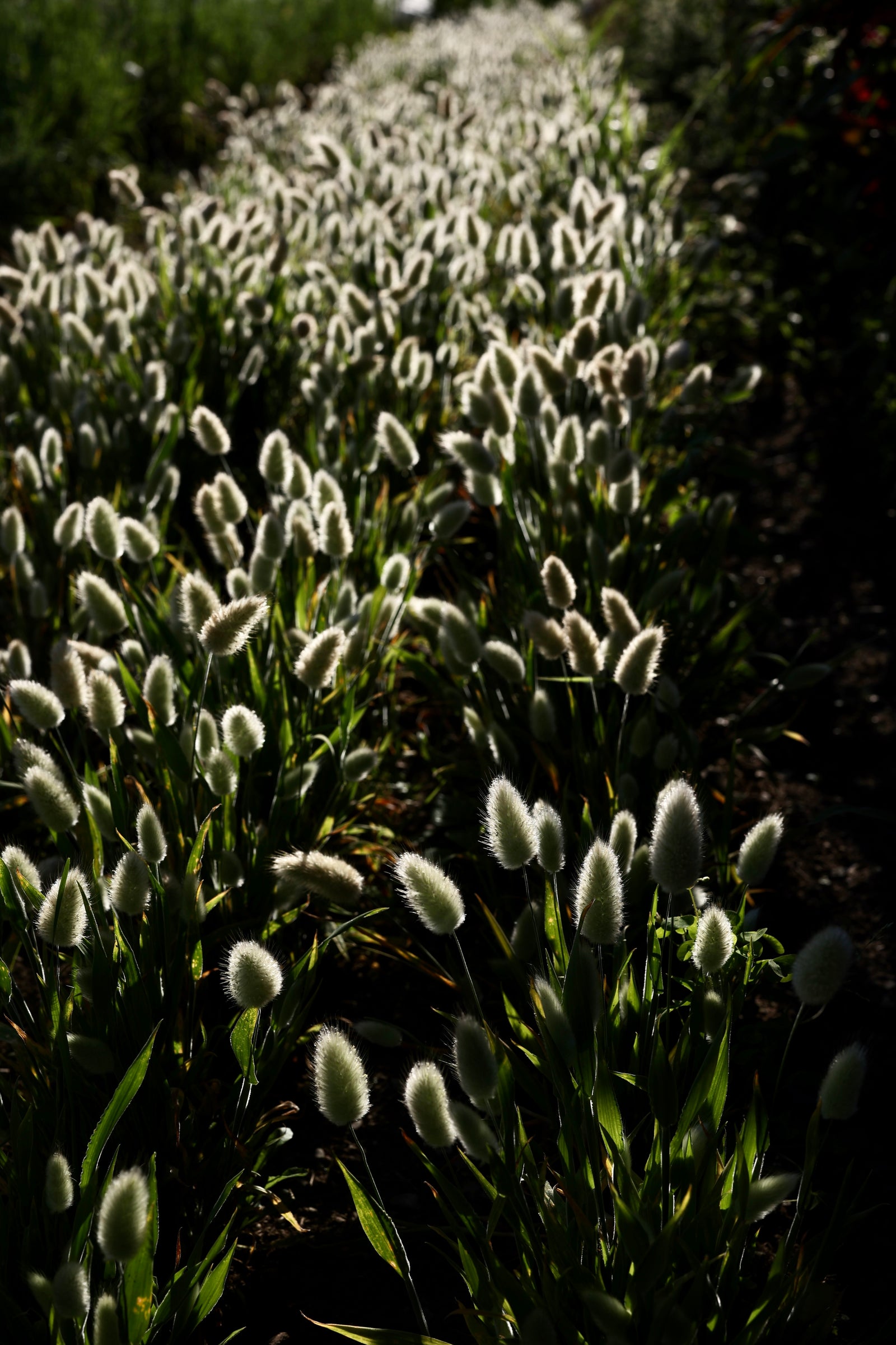 Oval Lagurus Bunny Tail – Floramama