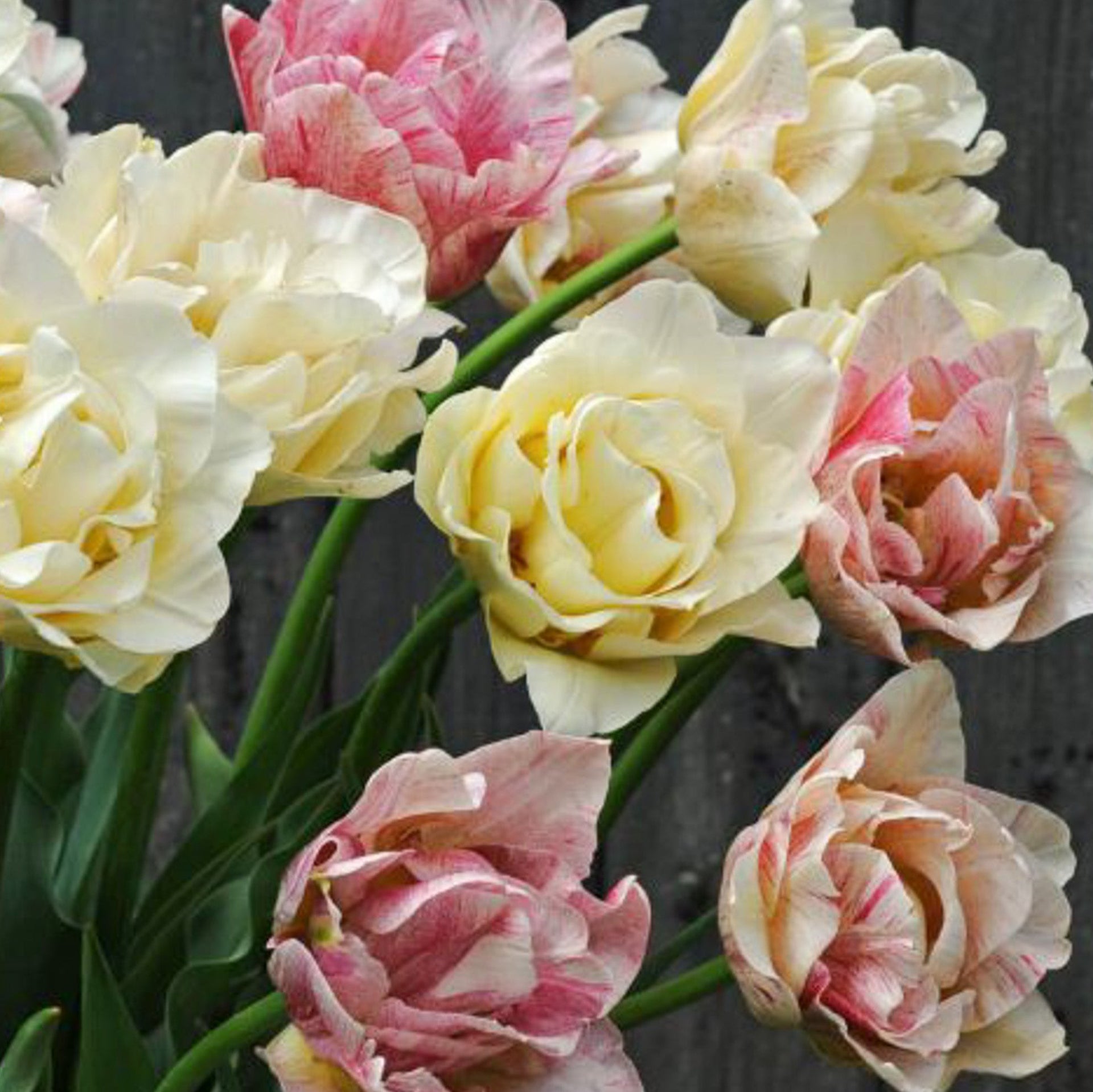 Tulipe - Silk Road – Floramama